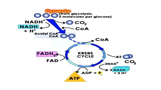 MAJOR FEATURE OF GLYCOLYSIS, KREB CYCLE, ELECTRON TRANSPORT CHAIN | PPTX