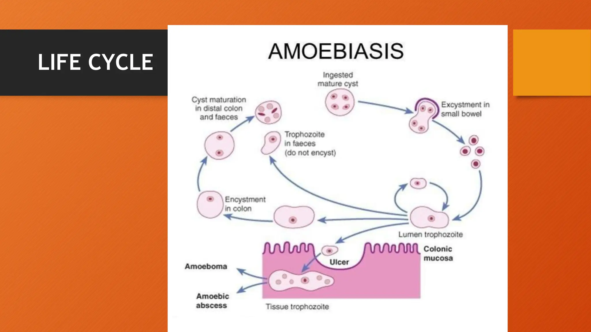 Presentation.ppt full explain about amoebiasis diseases | PPTX