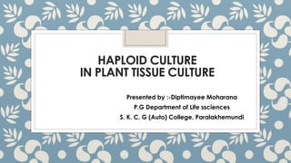 HAPLOID CULTURE IN PLANT TISSUE CULTURE | PPTX