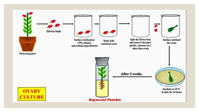 HAPLOID CULTURE IN PLANT TISSUE CULTURE | PPTX