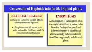 HAPLOID CULTURE IN PLANT TISSUE CULTURE | PPTX