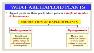 HAPLOID CULTURE IN PLANT TISSUE CULTURE | PPTX