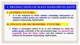 HAPLOID CULTURE IN PLANT TISSUE CULTURE | PPTX