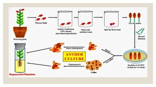 HAPLOID CULTURE IN PLANT TISSUE CULTURE | PPTX
