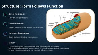 General introduction to mitochondria and its functions | PPTX