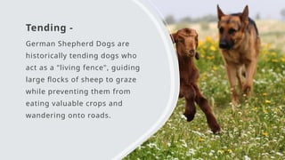 Working Dogs - Types and breeds of Working dogs | PPTX