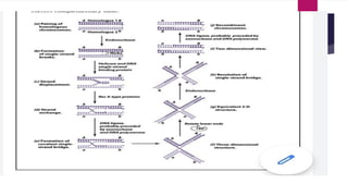 Presentation.pptx of DNA recombination in Eukaryotes, complete case ...