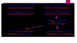 Presentation.pptx of DNA recombination in Eukaryotes, complete case ...