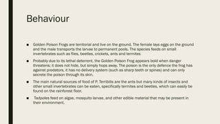 Golden_Poisonous_Dart_Frog_Amphibian.pptx