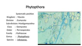 Mycology, Oomycetes, a common group of organism | PPTX
