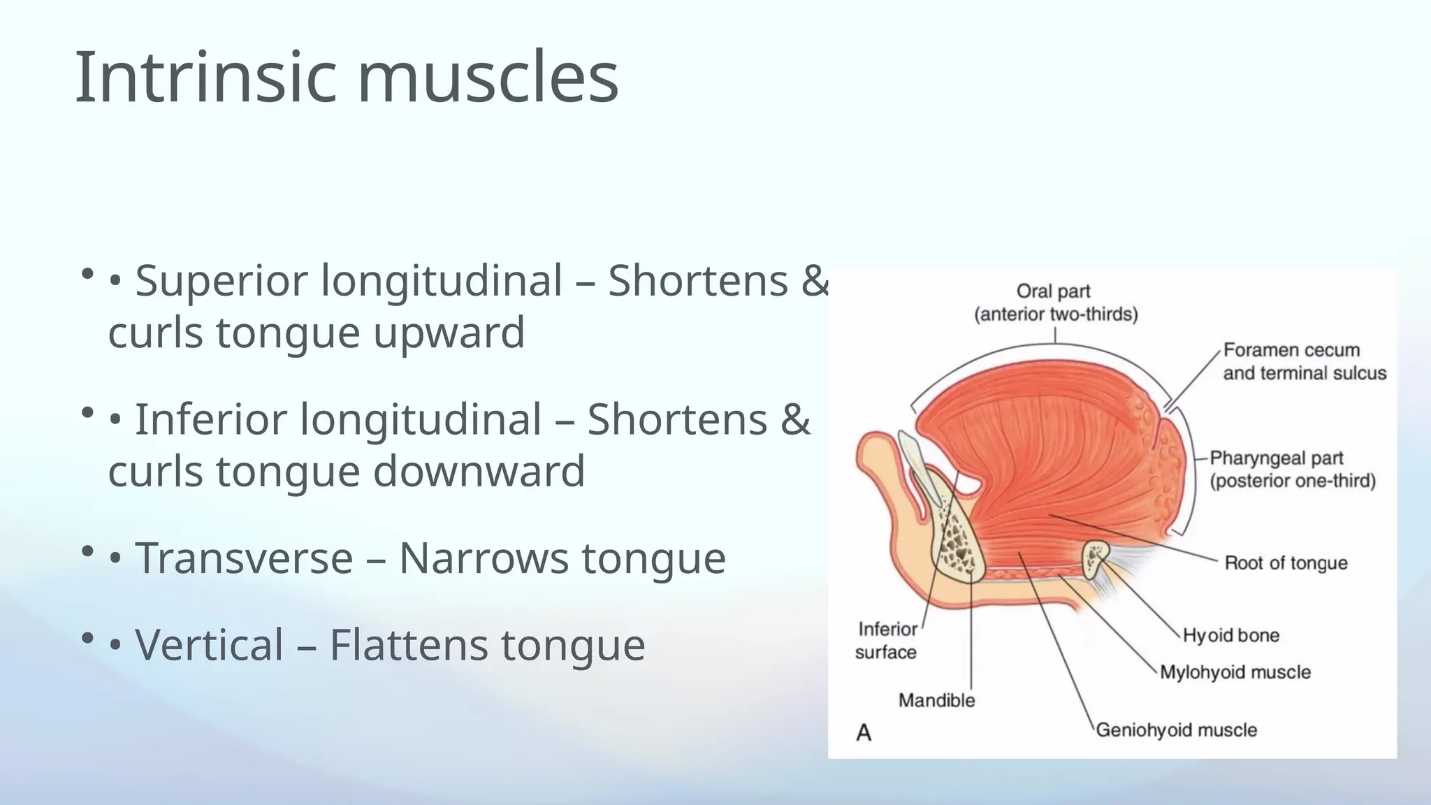 PRESENTATION OF TONGUE ANATOMY 1ST YEAR MBBS.pptx