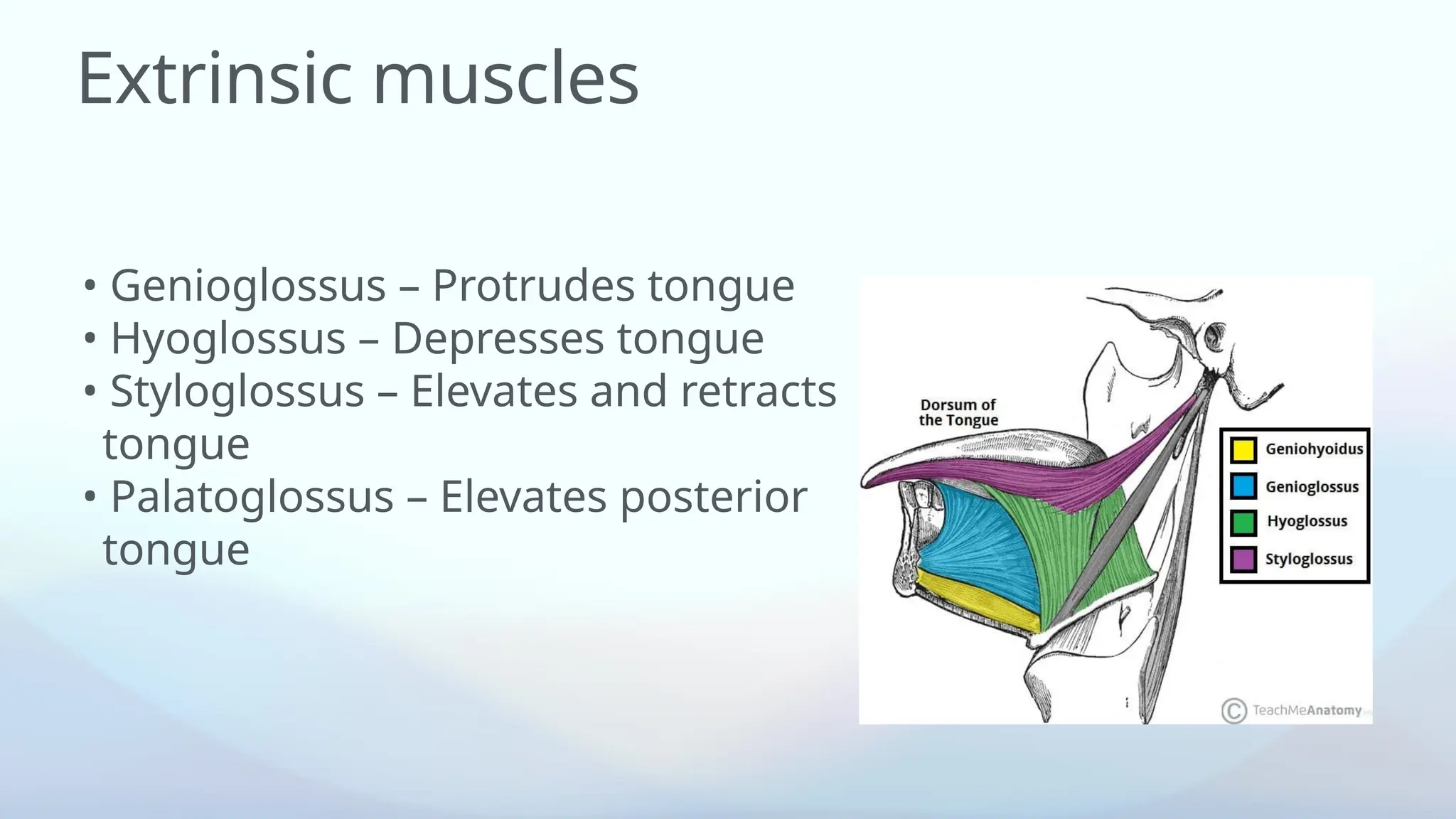 PRESENTATION OF TONGUE ANATOMY 1ST YEAR MBBS.pptx
