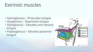 PRESENTATION OF TONGUE ANATOMY 1ST YEAR MBBS.pptx
