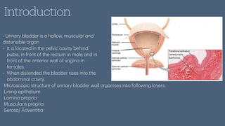 Urinarybladdergrosspathologytatahistopath.pdf