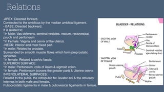Urinarybladdergrosspathologytatahistopath.pdf