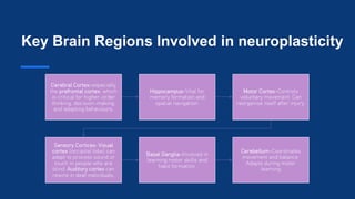 introduction to neuroplasticity by Mthombeni AR | PDF
