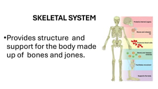 The Life-Giving Organs of the Body Human | PDF