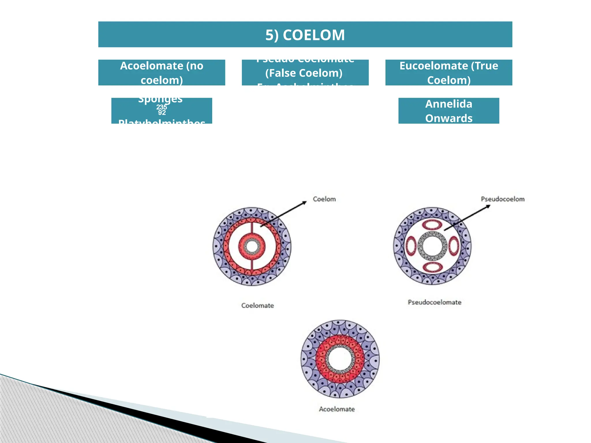 BASICS OF TAXANOMY AND CLASSIFICATION - biology | PPTX