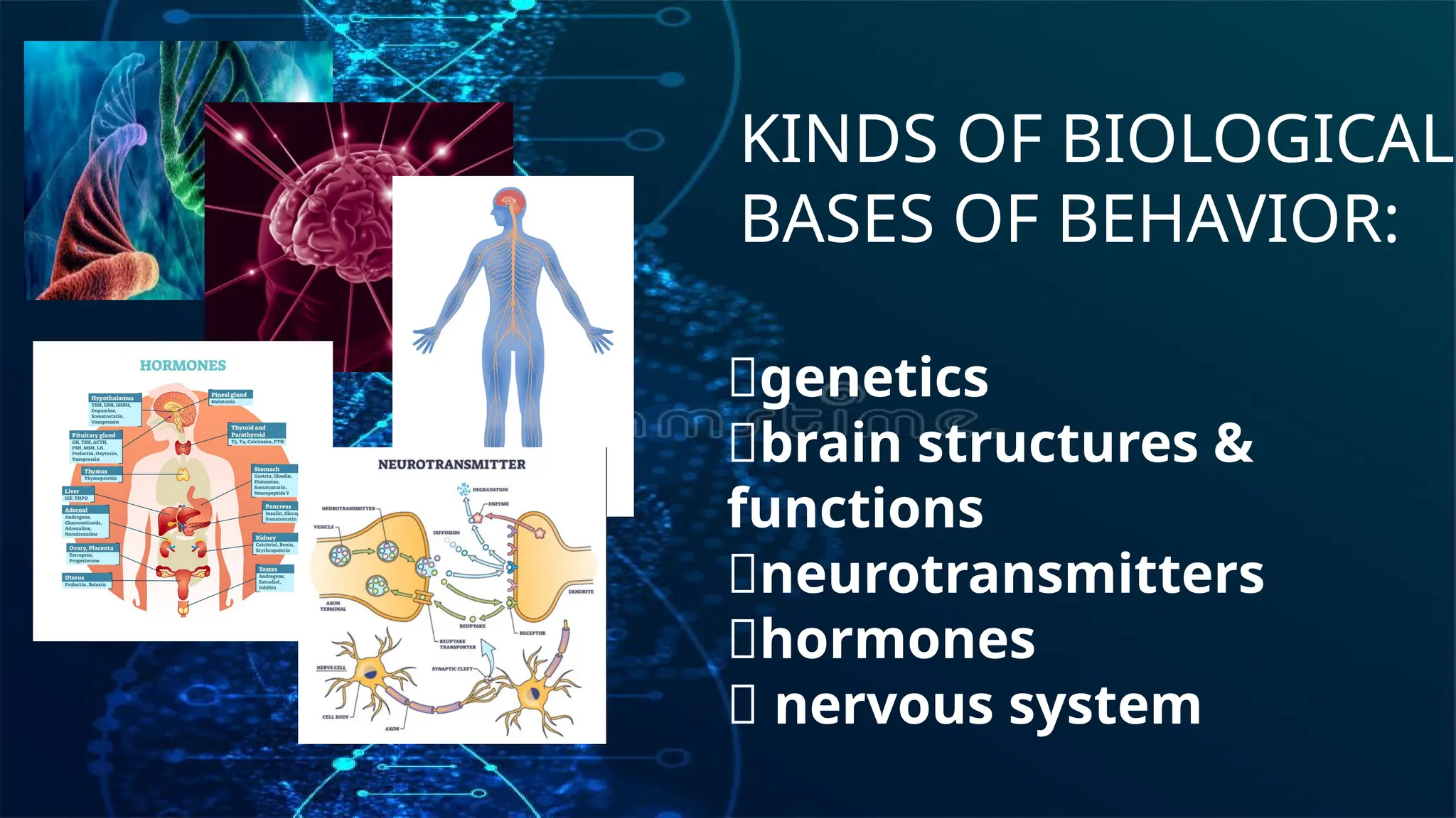 GENERAL PSYCHOLOGY POWERPOINT: BIOLOGICAL BASES OF BEHAVIOR | PPTX
