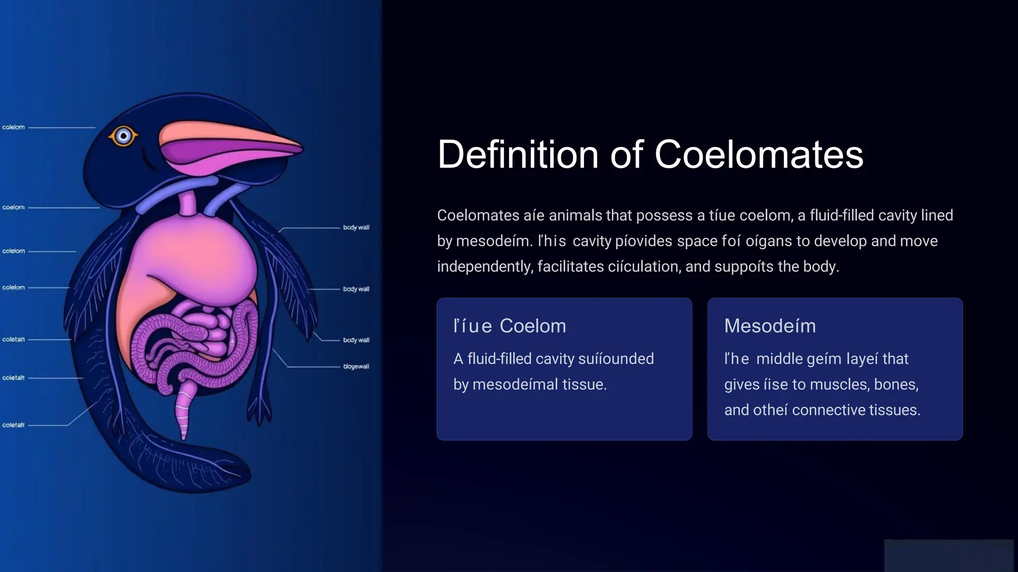 PPT on the introduction to coelomates and acoelomates me | PDF