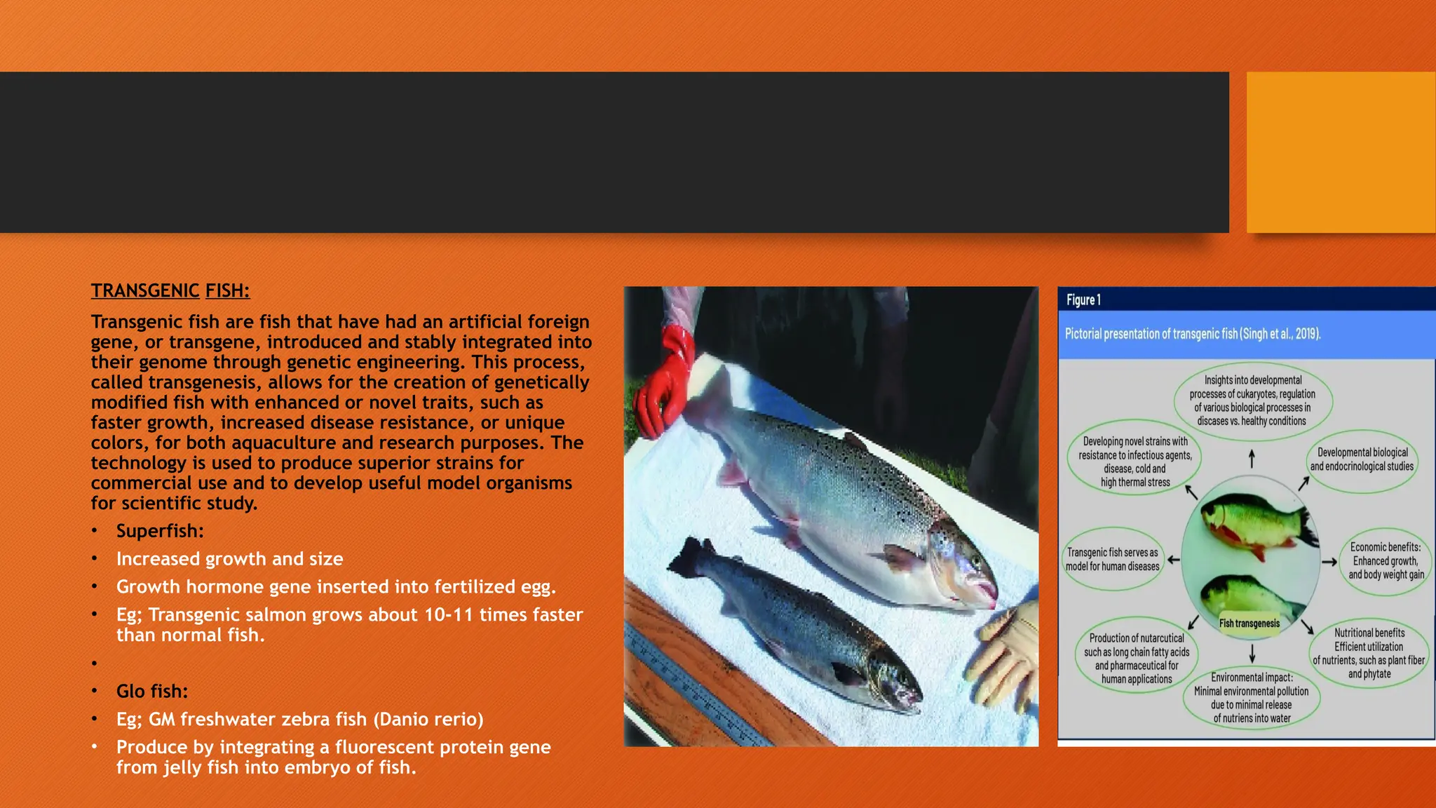 Transgenic Animal Technology (Animal biotechnology) | PPTX