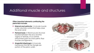 The Presentation is of the pelvic floor. | PPTX