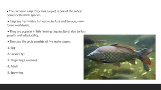 he common carp (Cyprinus carpio) is one of the oldest domesticated fish ...