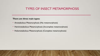 Insect metamorphosis presentation22.pptx