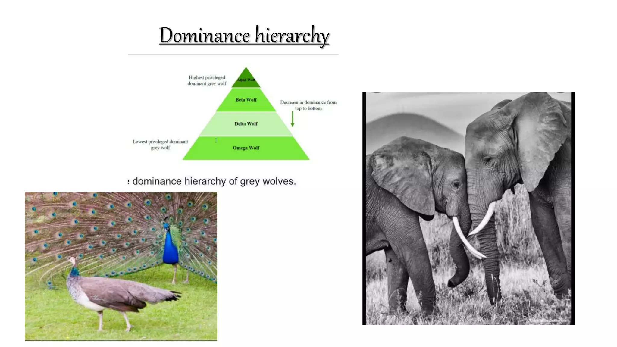 Presentation ON NATURAL SELECTION AND GENETIC DRIFT | PPTX