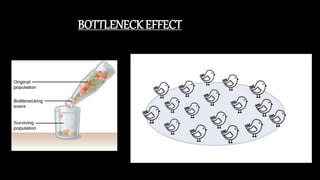 Presentation ON NATURAL SELECTION AND GENETIC DRIFT | PPTX
