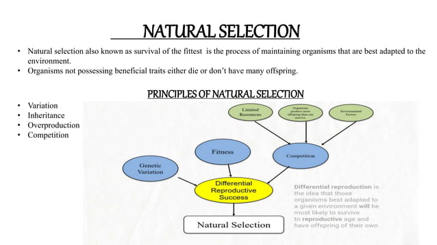 Presentation ON NATURAL SELECTION AND GENETIC DRIFT | PPTX | Genetics ...