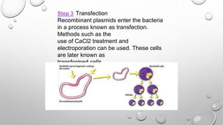 Presentation-BIO.pptx