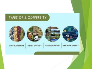 presentation-biodiversity (1).pptx ...... | PPT