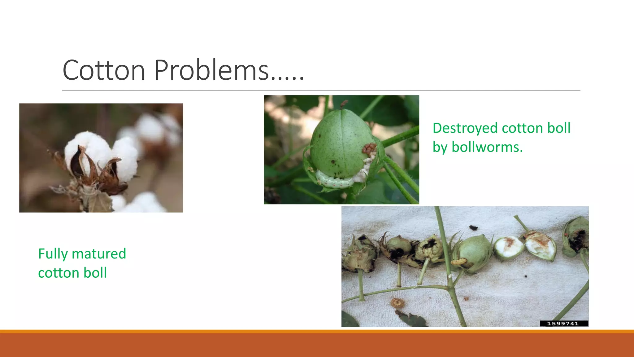Presentation- Bt cotton.pdf