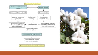 Presentation- Bt cotton.pdf