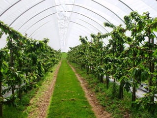 Presentation Cherry Cover | PPT