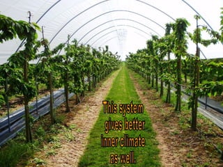 Presentation Cherry Cover | PPT