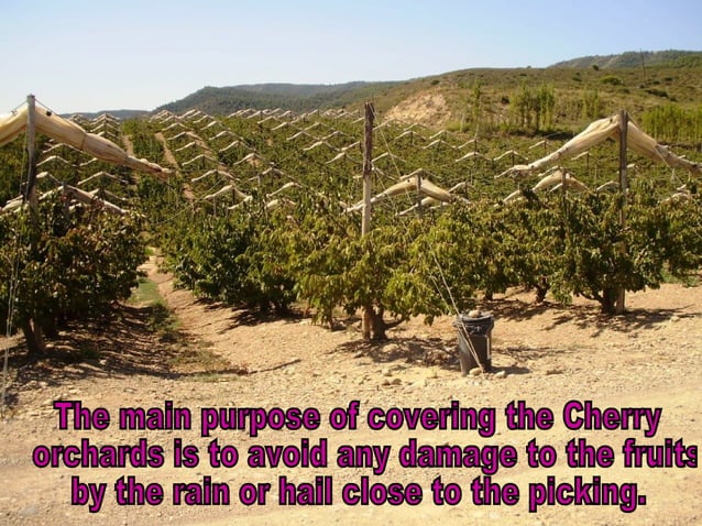 Presentation Cherry Cover | PPT