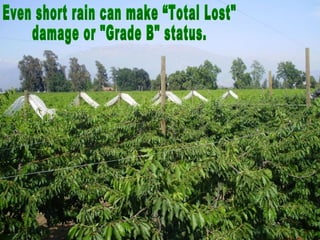 Presentation Cherry Cover | PPT