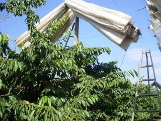 Presentation Cherry Cover | PPT