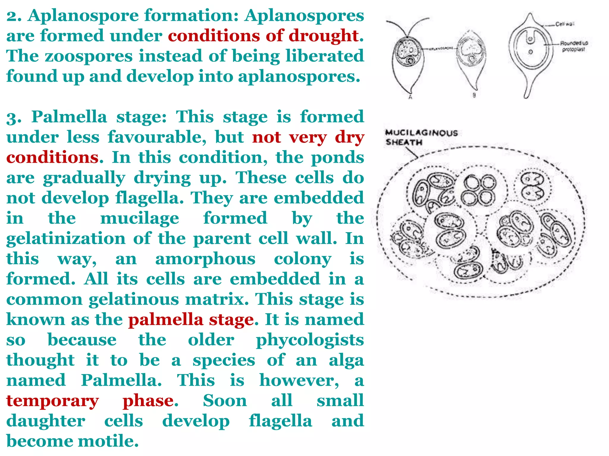 Chlamydomonas | PPT