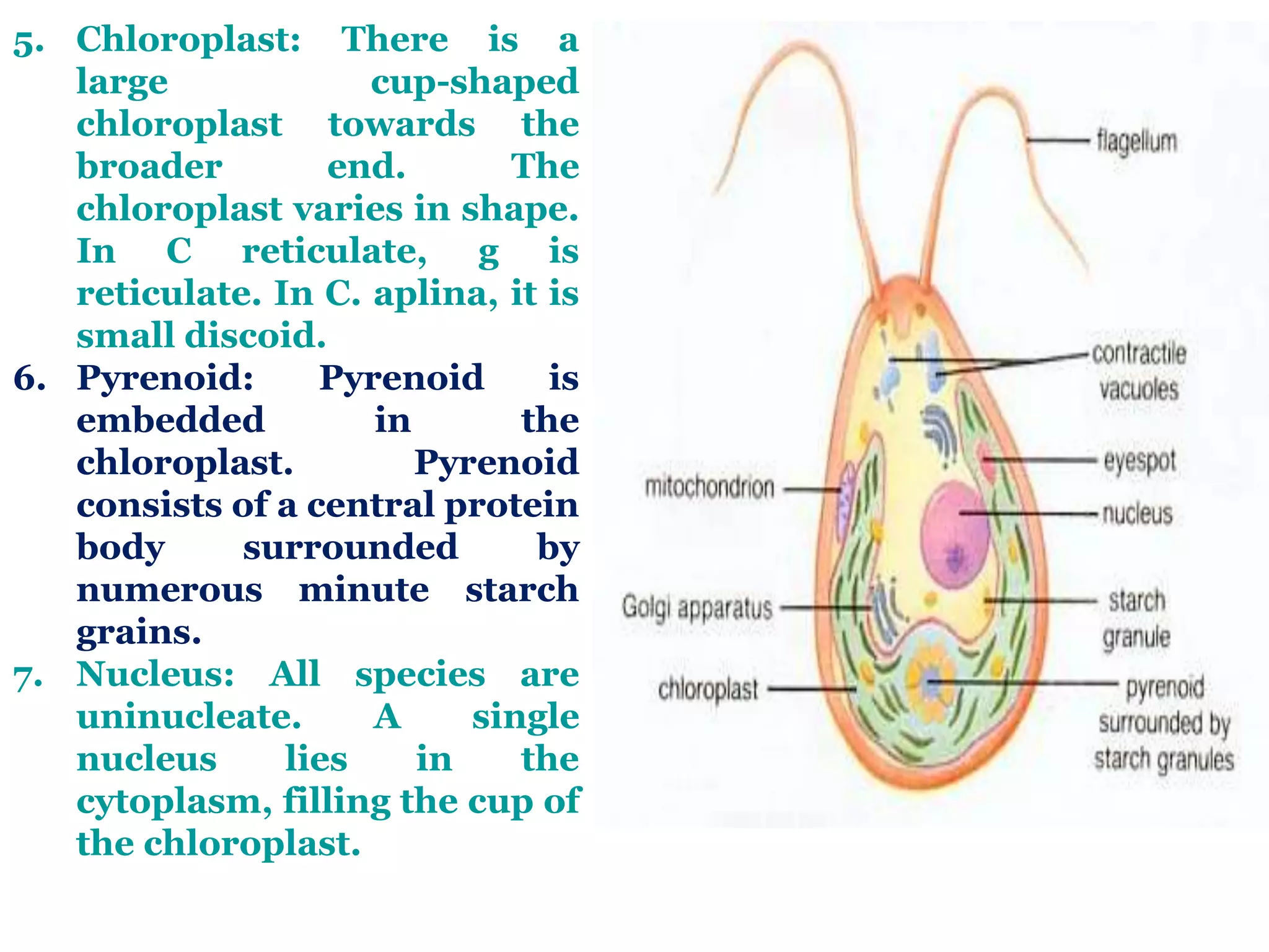 Chlamydomonas | PPT