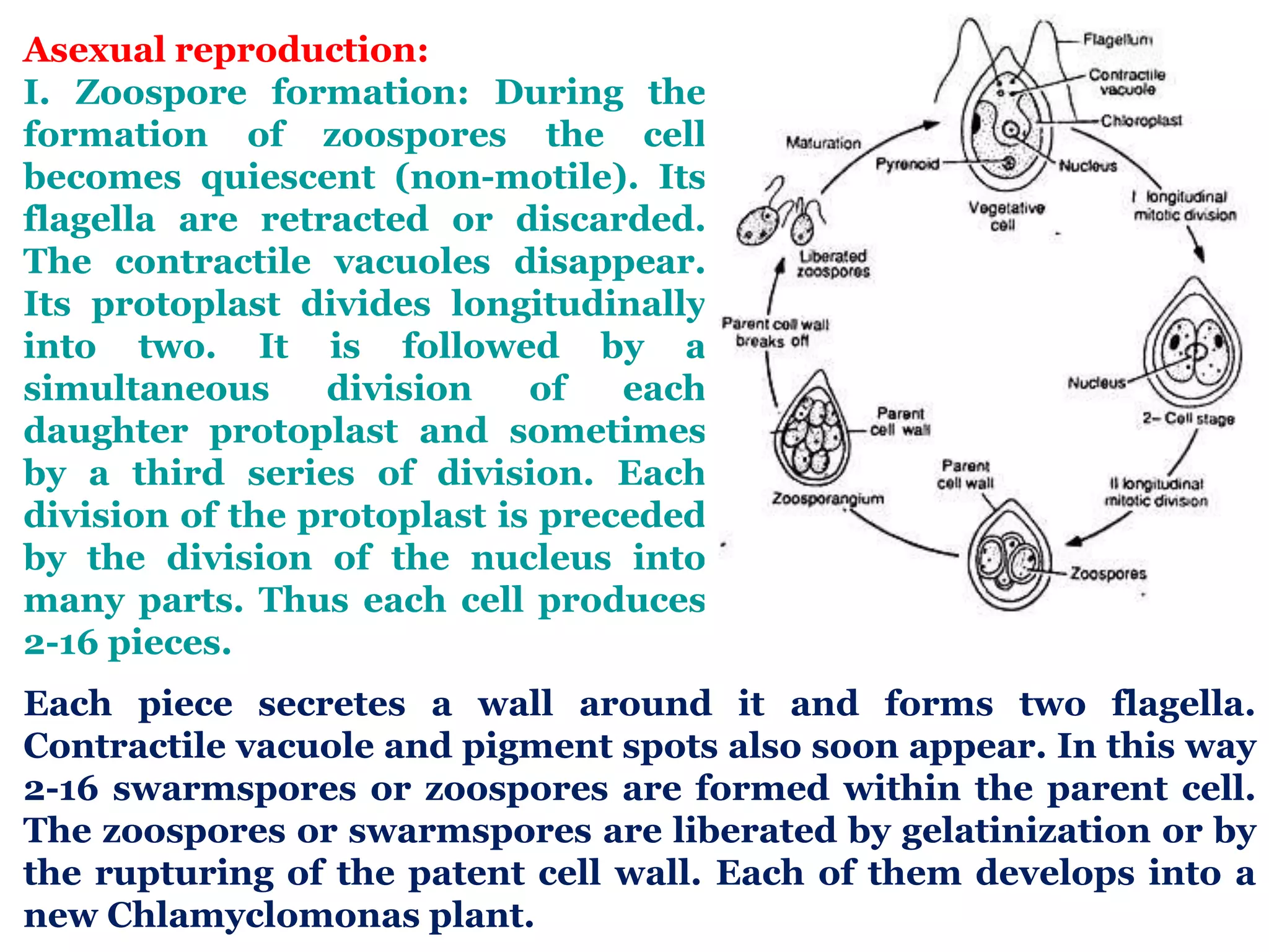 Chlamydomonas | PPT