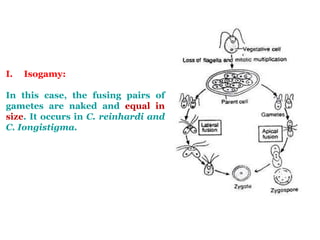 Chlamydomonas | PPT