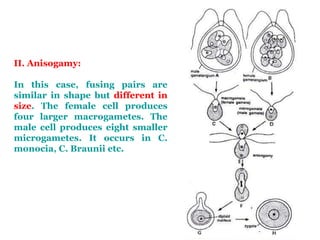 Chlamydomonas | PPT