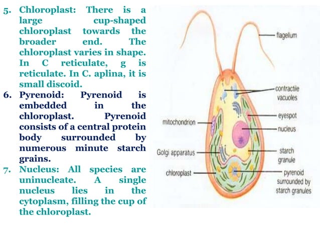 Chlamydomonas | PPT