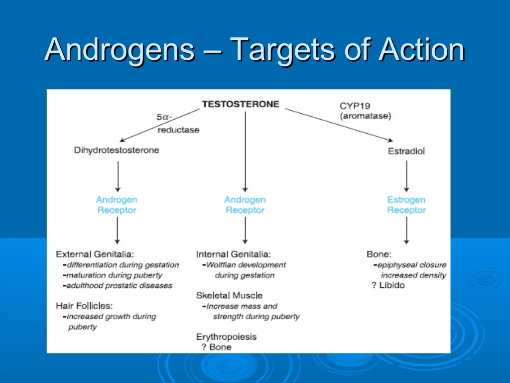 Androgens, Oestrogens, Progestins and Contraceptives - drdhriti