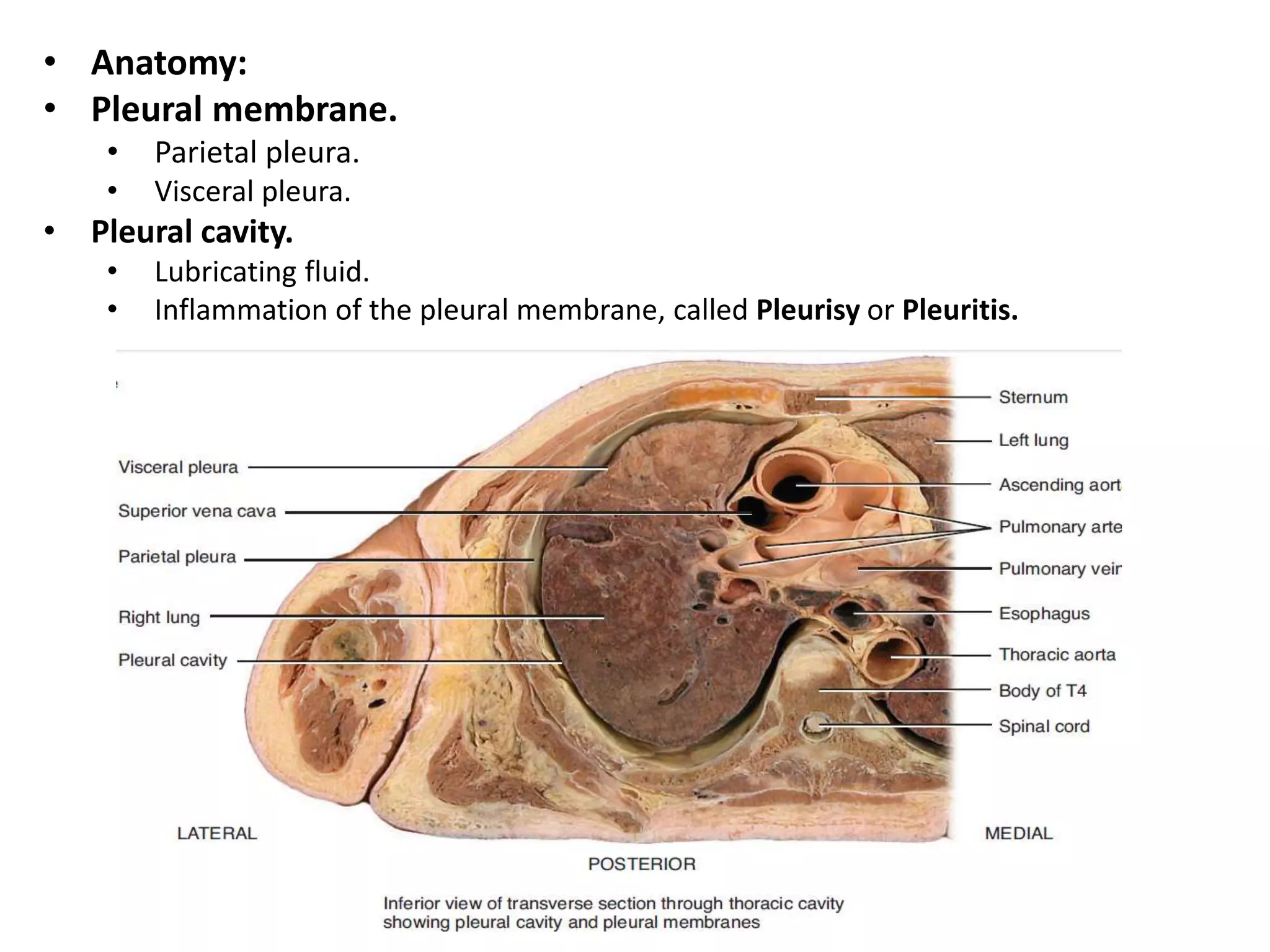 Respiratory System - Anatomy | PPTX