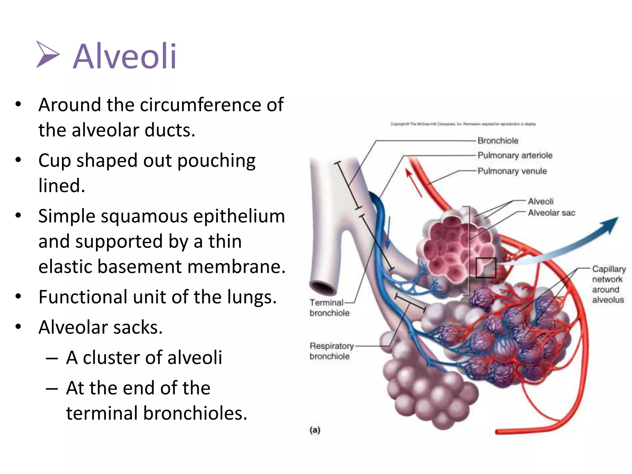 Respiratory System - Anatomy | PPTX