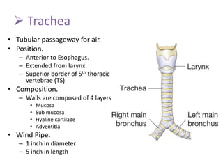 Respiratory System - Anatomy | PPTX